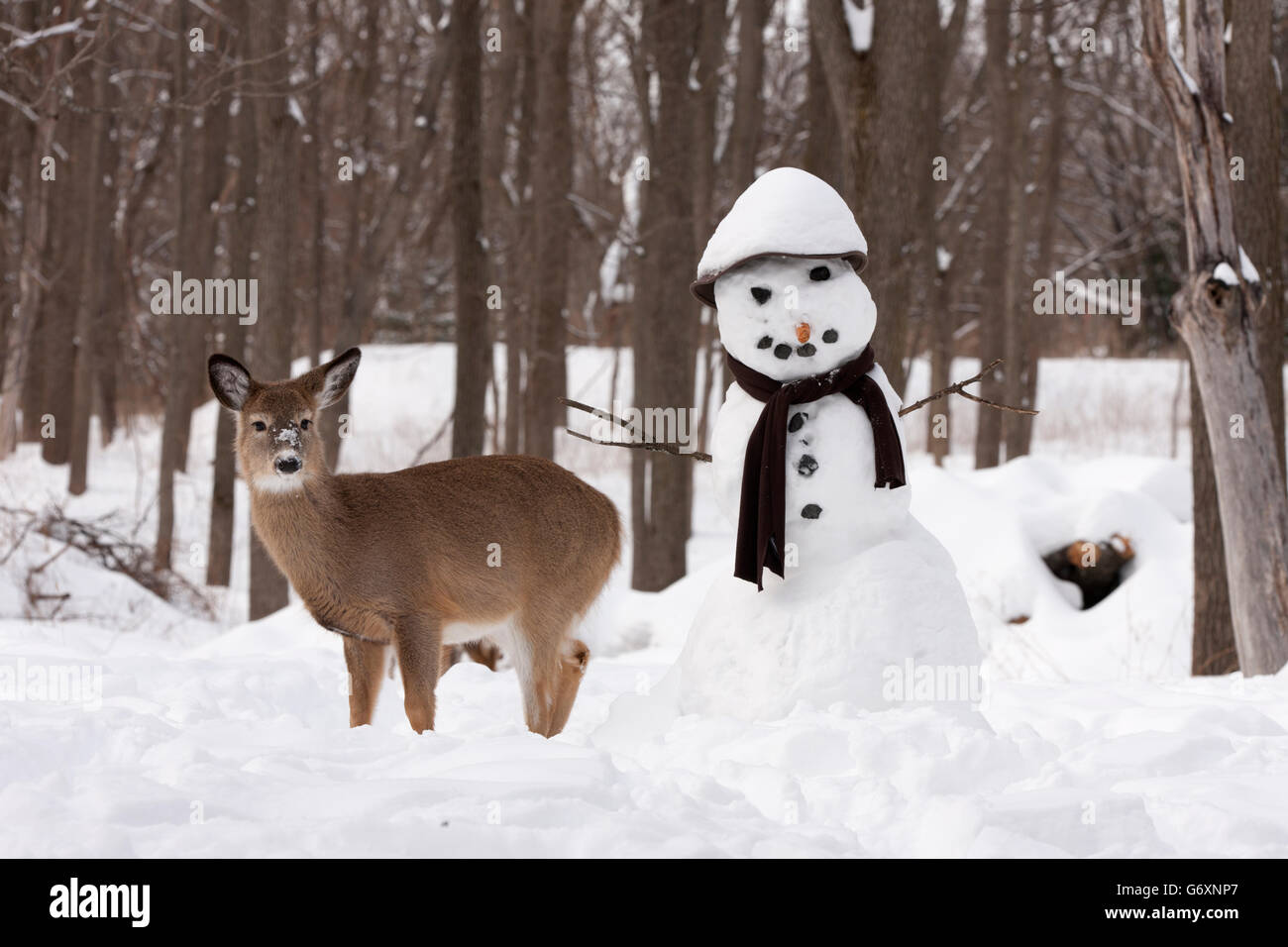 Deer in winter, snowman Stock Photo - Alamy