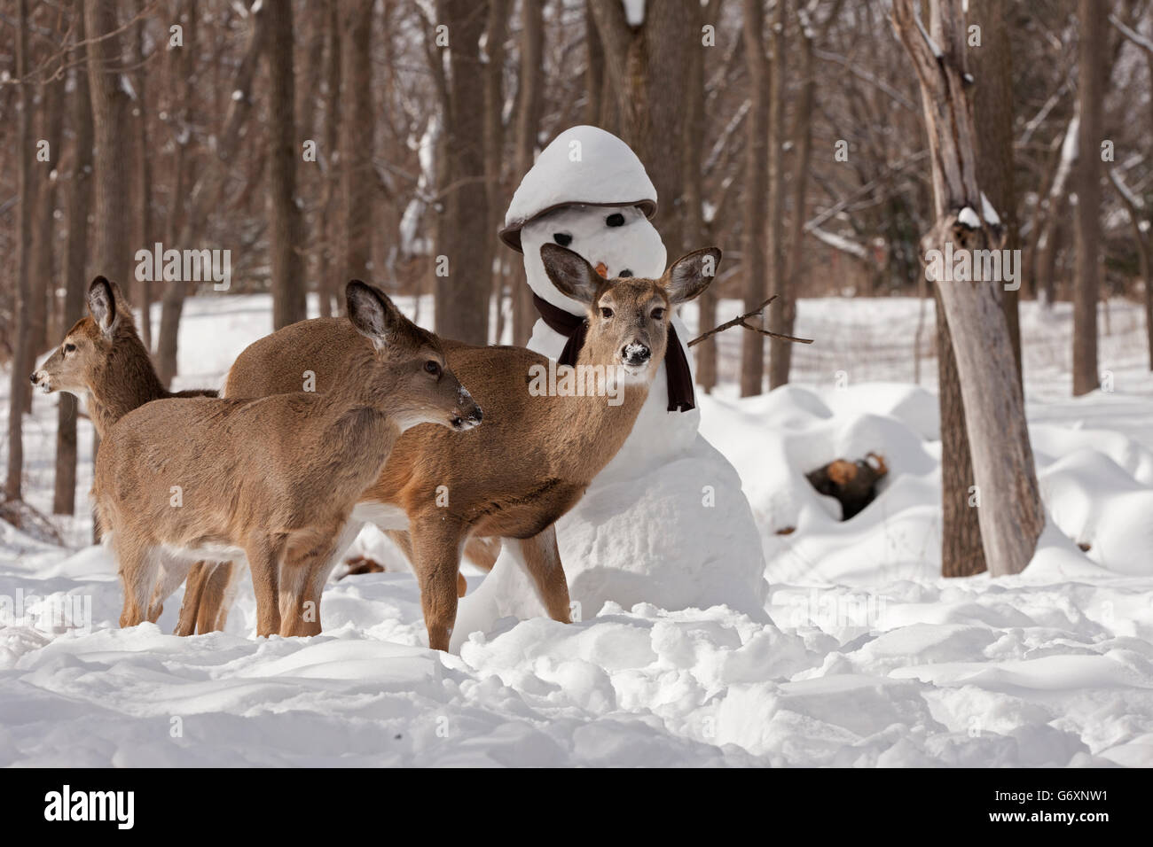 Deer in winter, snowman Stock Photo - Alamy