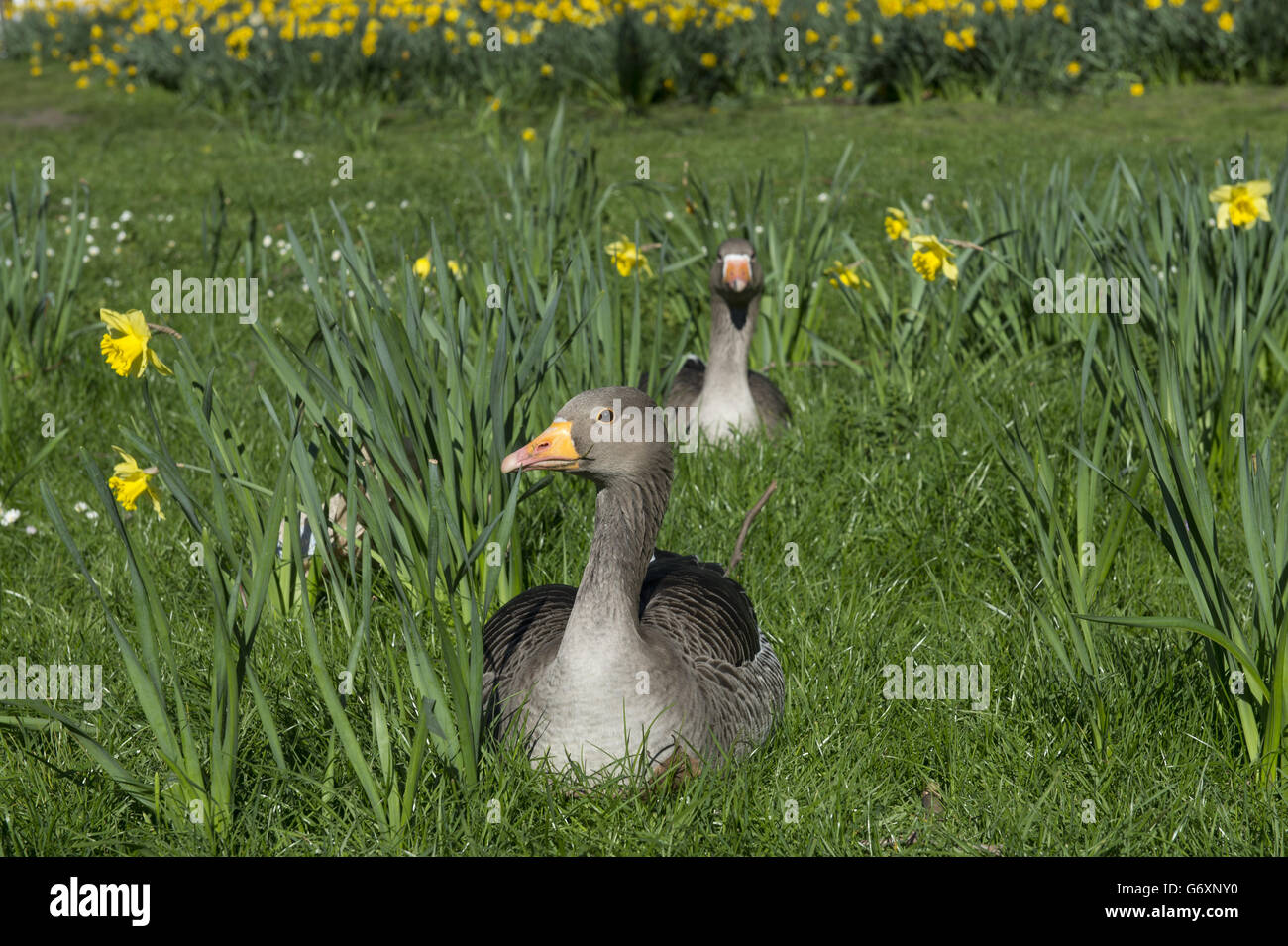 Geese sit among the daffodils in the spring sunshine, Central London ...