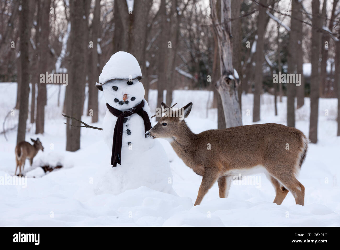 Deer in winter, snowman Stock Photo - Alamy