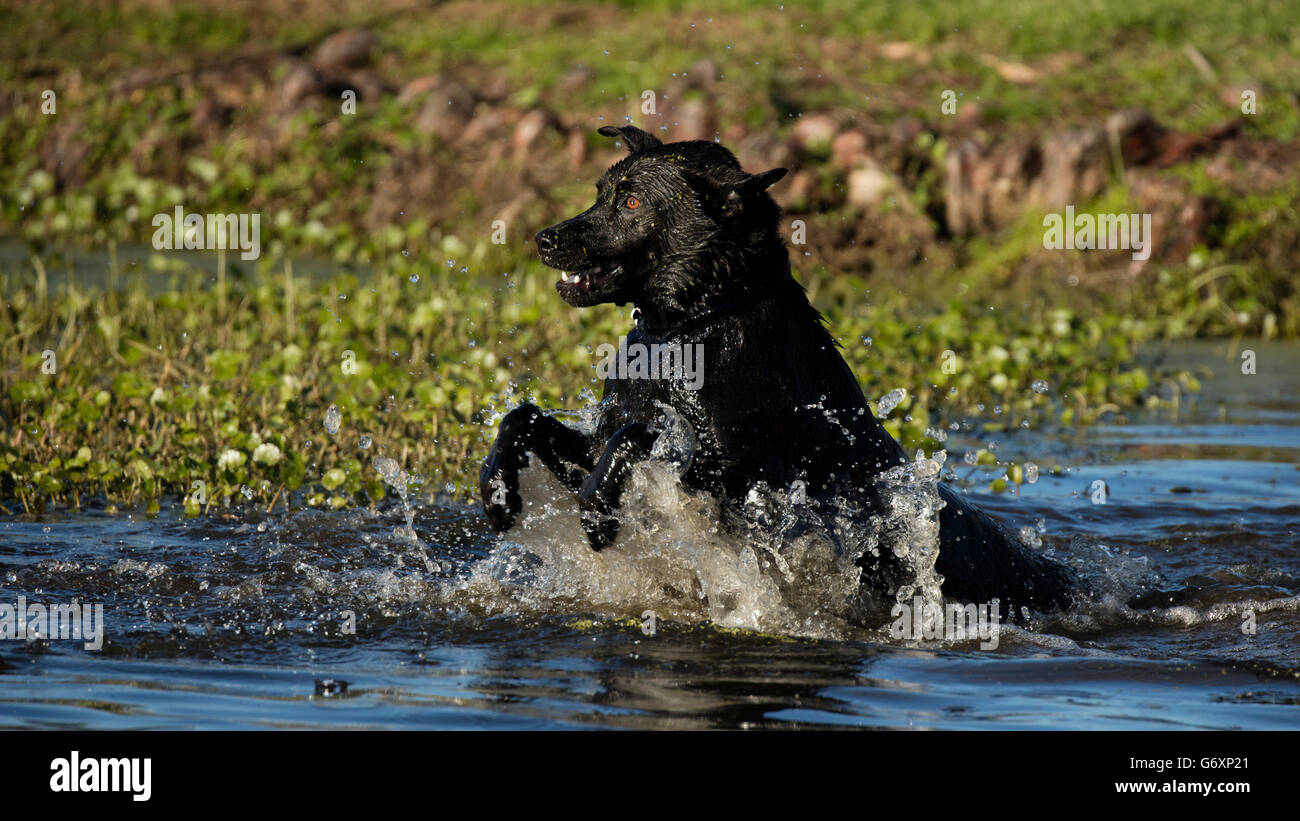 Lab Playing With Dog High Resolution Stock Photography and Images - Alamy