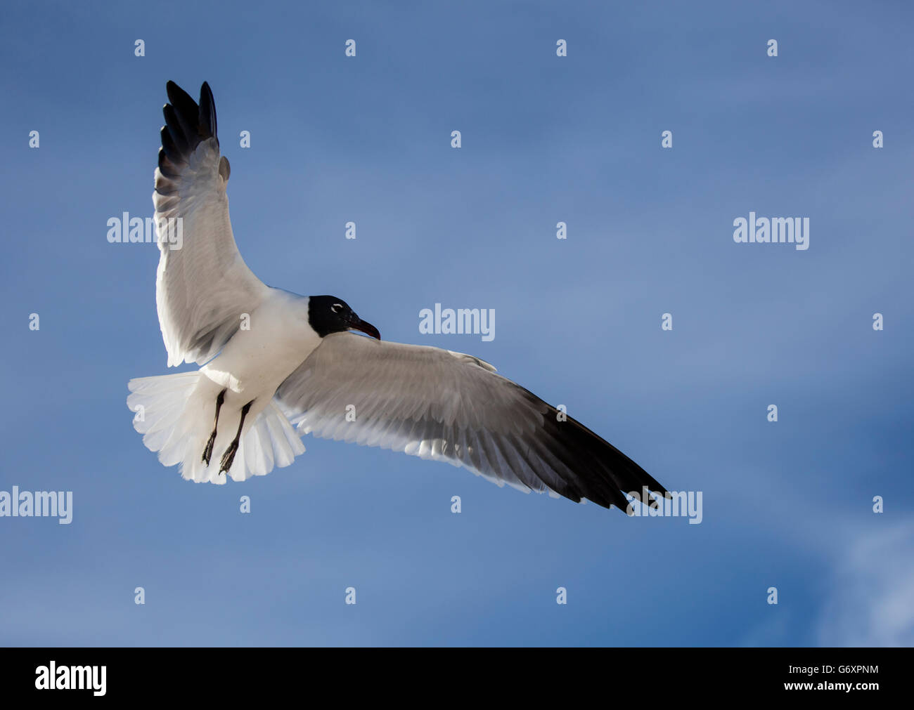 Bird in flight Stock Photo - Alamy