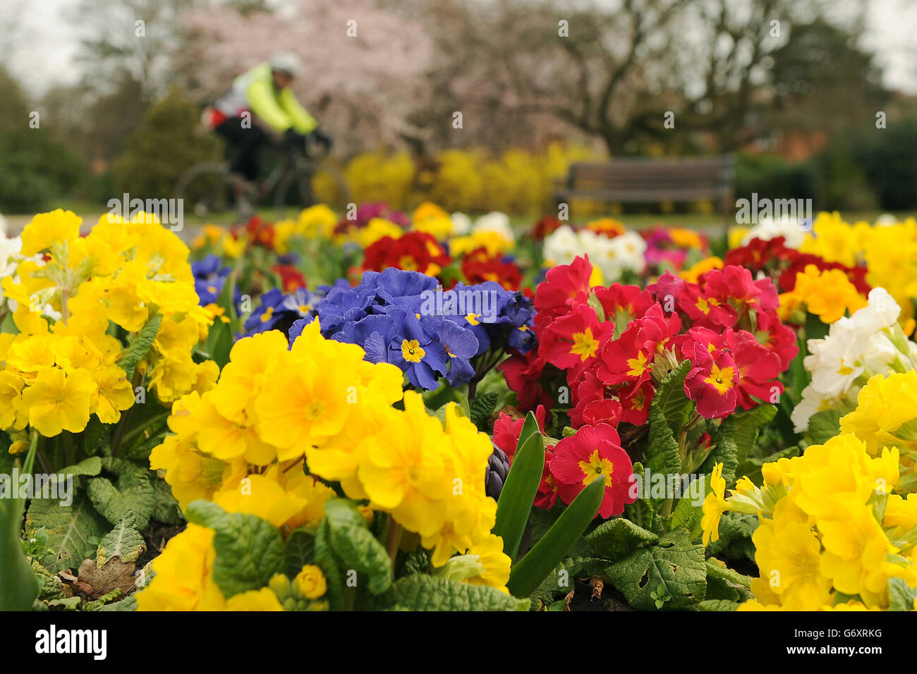 A cyclist rides past flowers as signs of spring begin to appear in ...