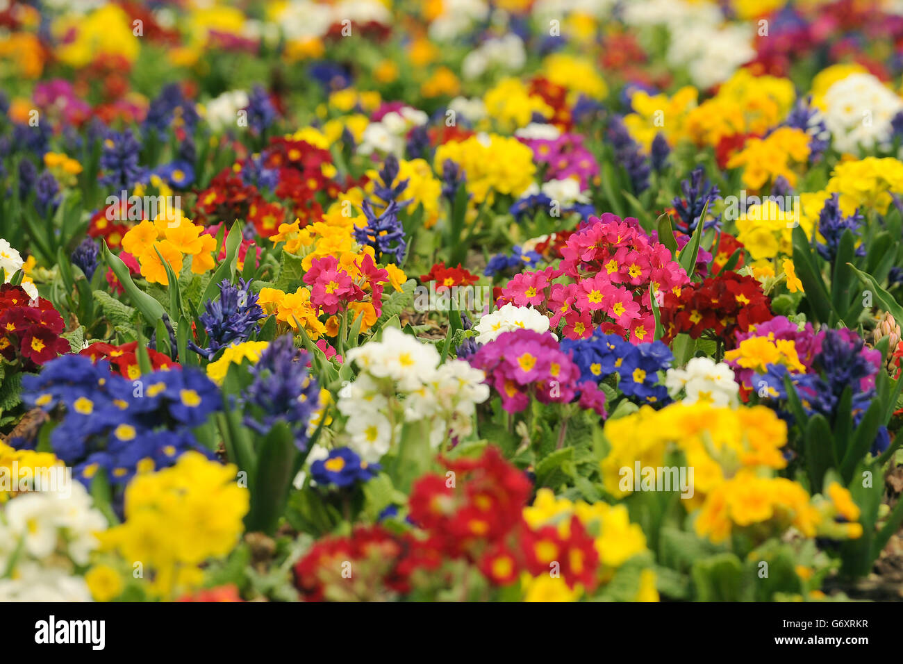 Flowering plants burst into colour as signs of spring begin to appear ...