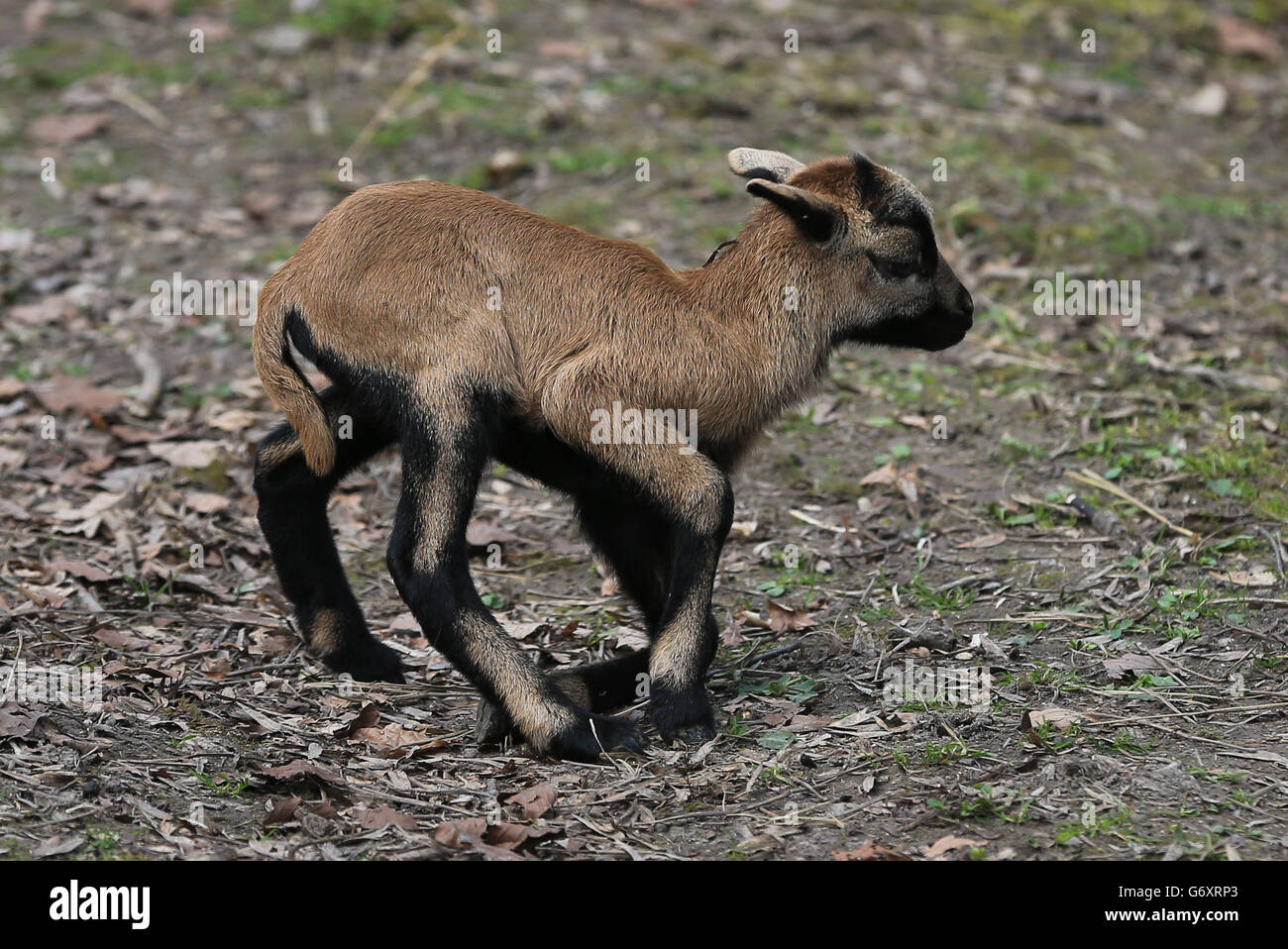 Rare breeds centre hi-res stock photography and images - Alamy