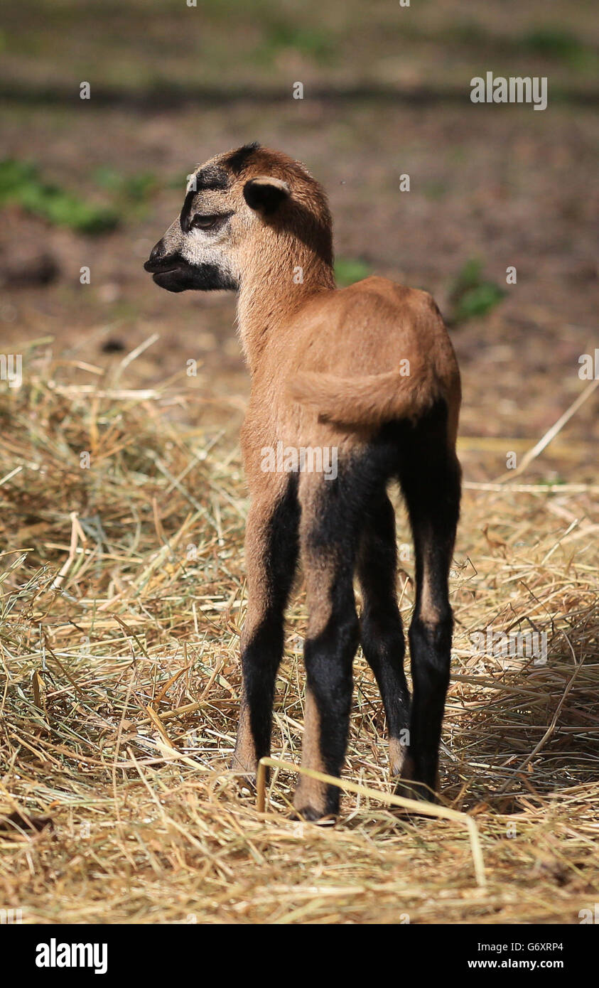 A three day old Cameroon lamb, one of the worlds rarest sheep from west ...