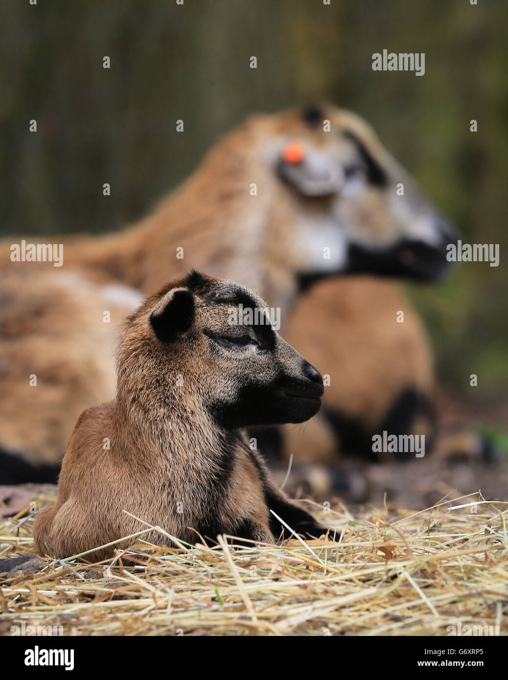A three day old Cameroon lamb, one of the worlds rarest sheep from west ...