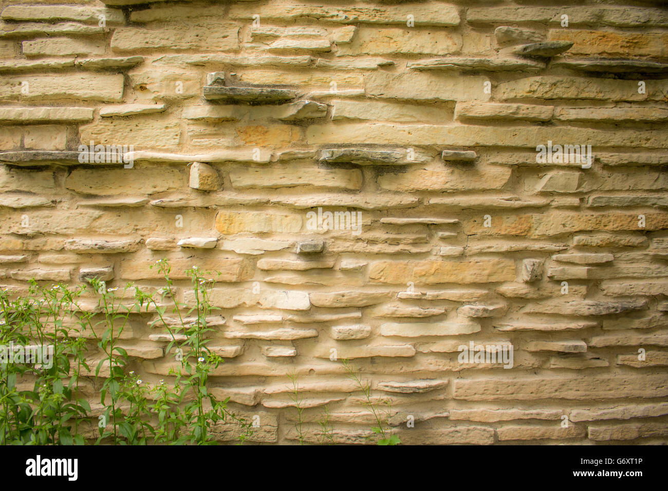beveled bricks stones wall texture with plant front, wall texture, bricks stones wall, wall ...