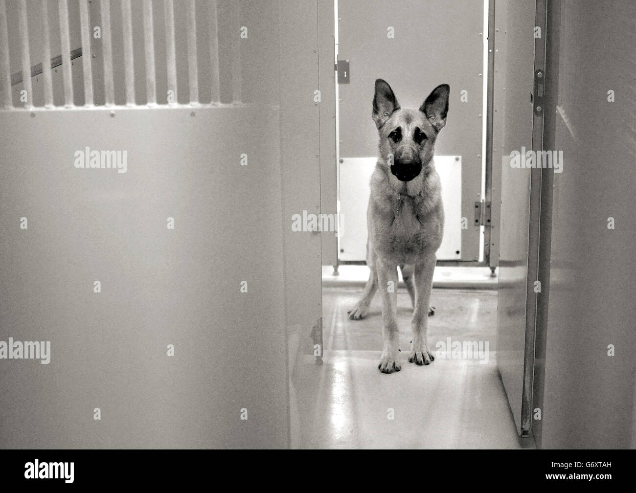 000 dogs every year hi-res stock photography and images - Alamy