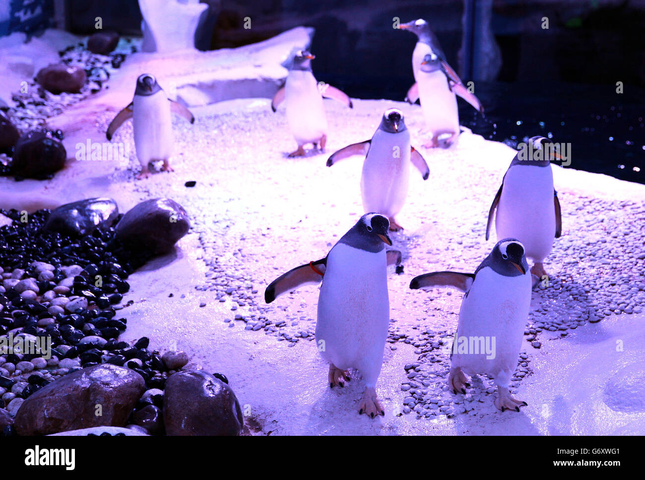 PLEASE NOTE COLOUR OF PICTURE DUE TO INTERNAL LIGHTING IN ENCLOSURE The ...
