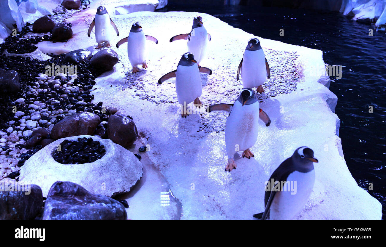 Gentoo penguins start breeding season Stock Photo - Alamy