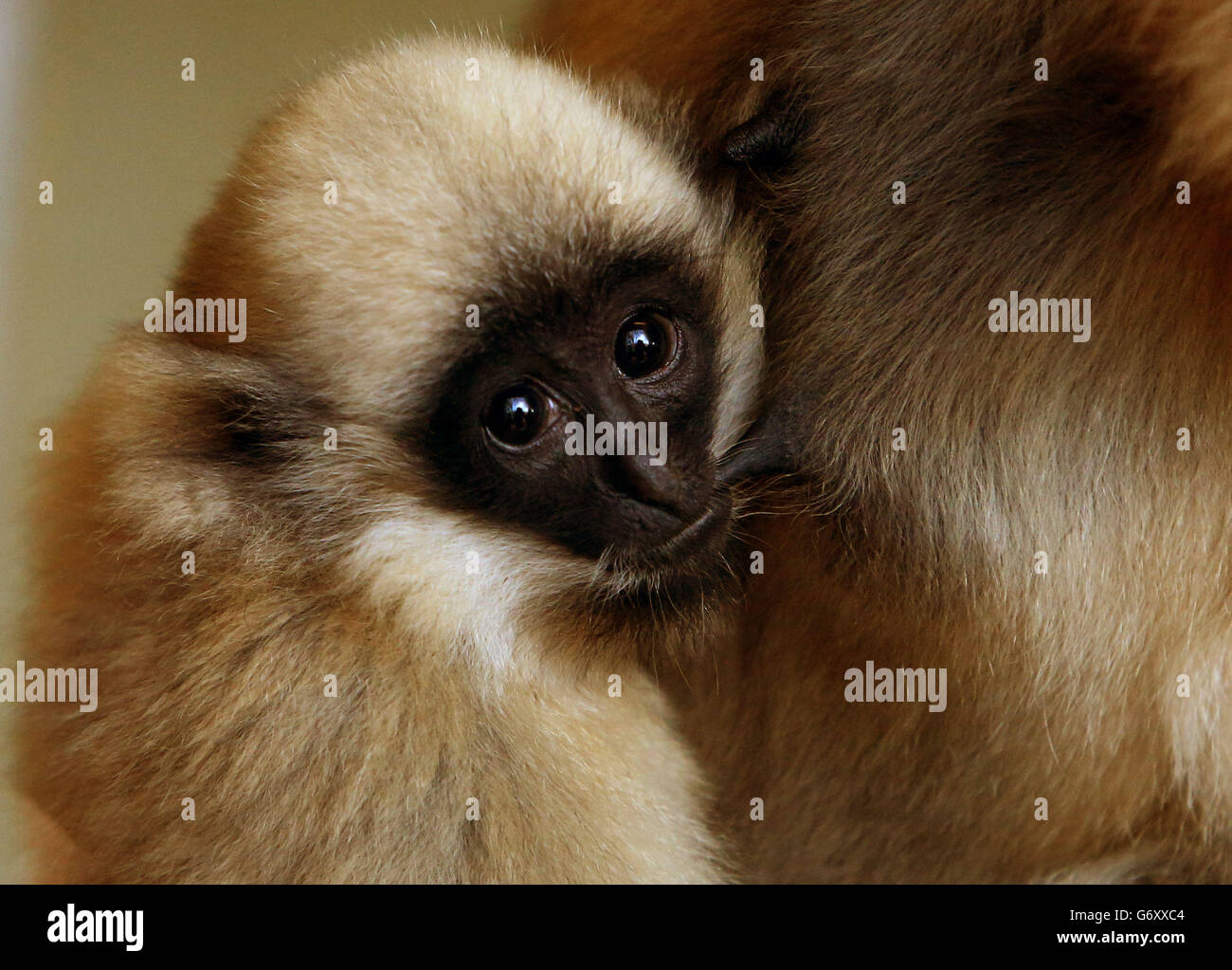 Baby gibbon at Edinburgh Zoo Stock Photo - Alamy
