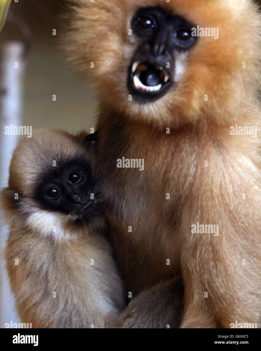 A baby buff-cheeked gibbon with his mother Lucy in their enclosure at ...