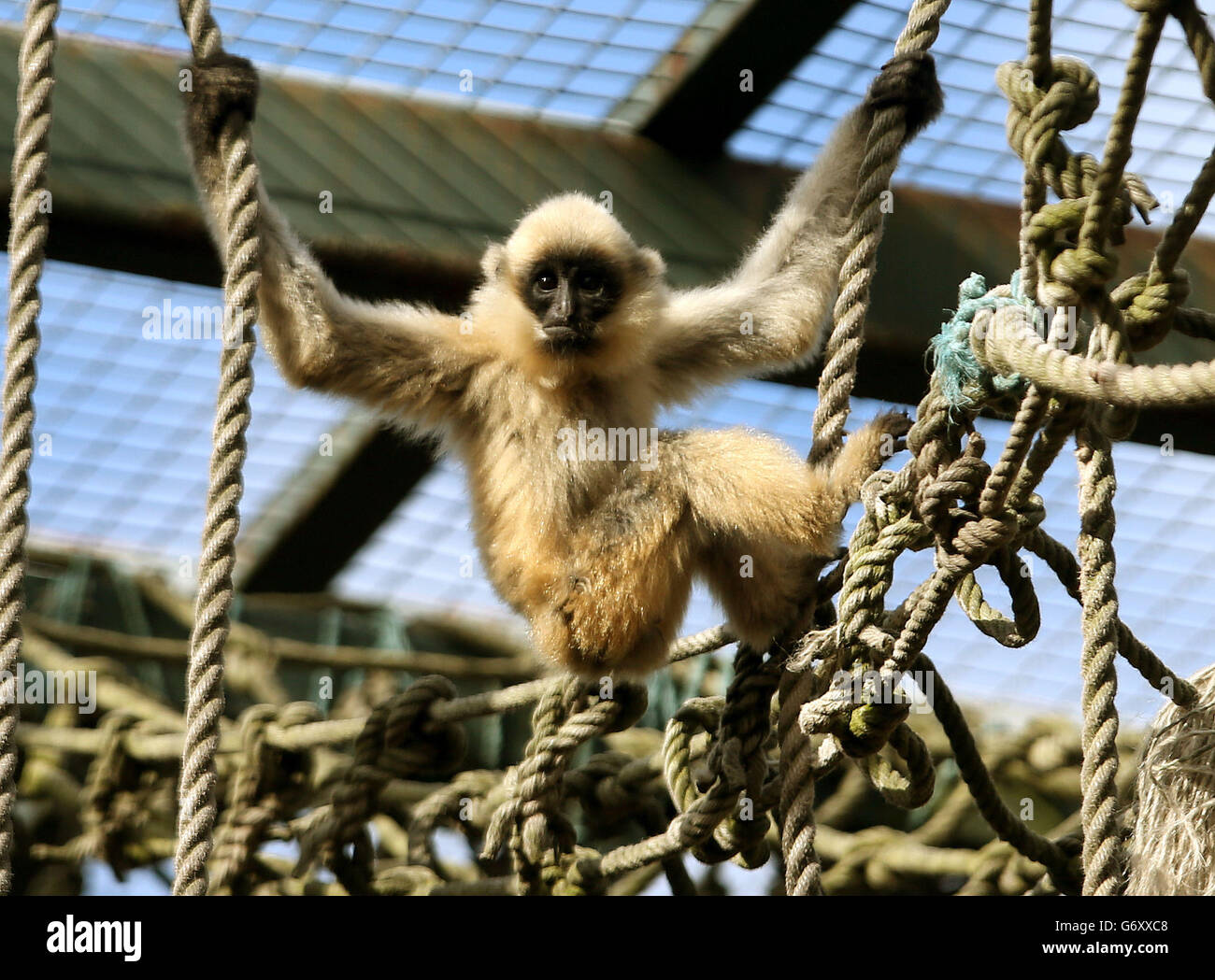 A baby buff-cheeked gibbon explores its enclosure at Edinburgh Zoo ...