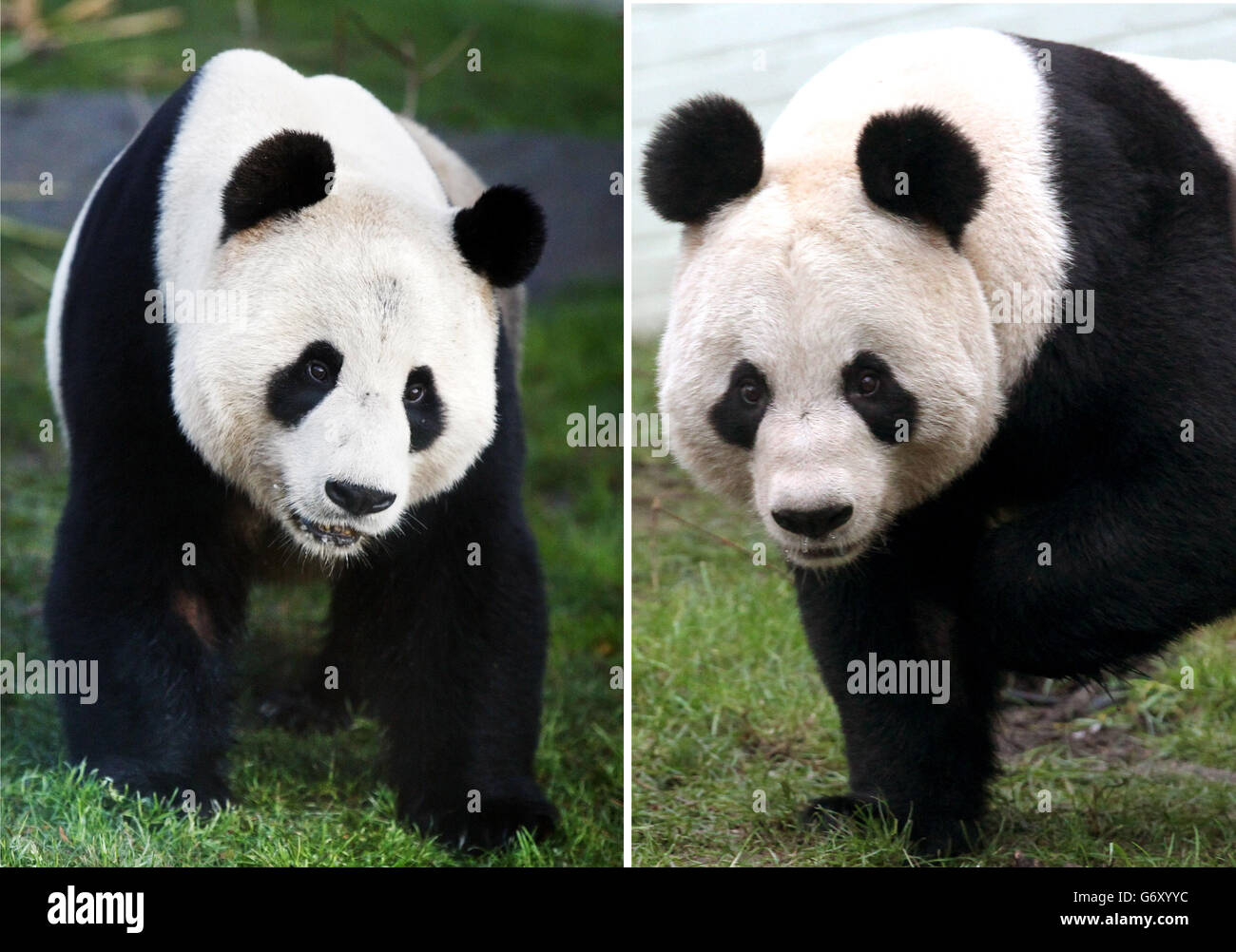 Pandas mating hi-res stock photography and images - Alamy