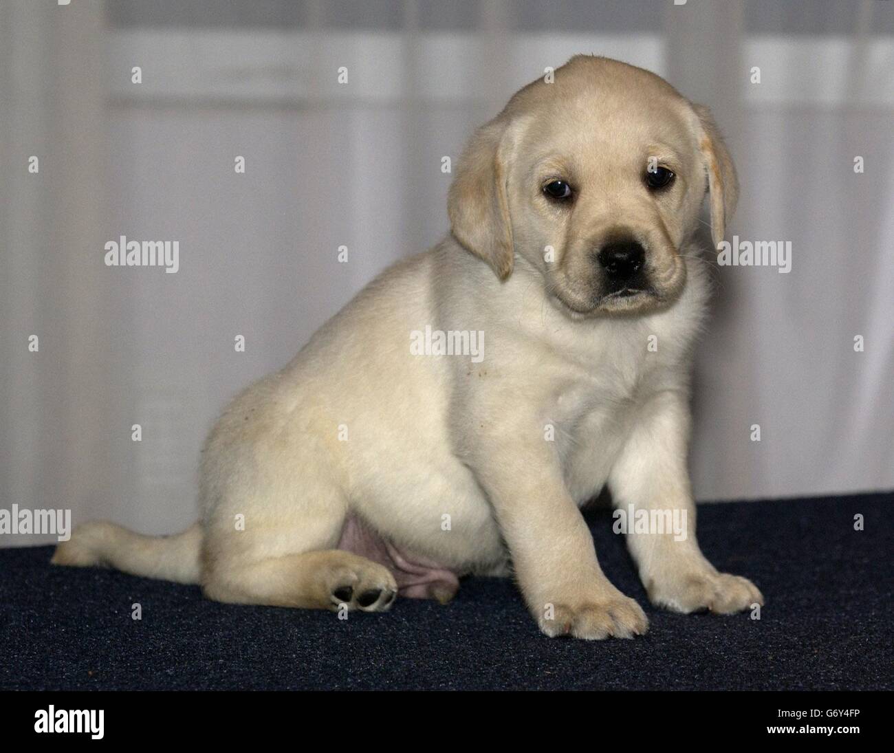 Andrex Puppy High Resolution Stock Photography and Images - Alamy