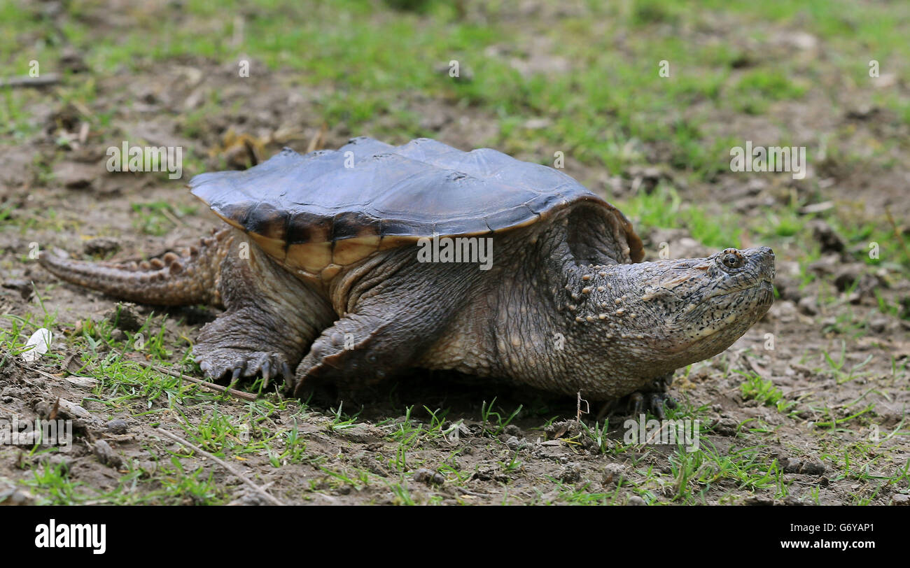 Native british animals hi-res stock photography and images - Alamy