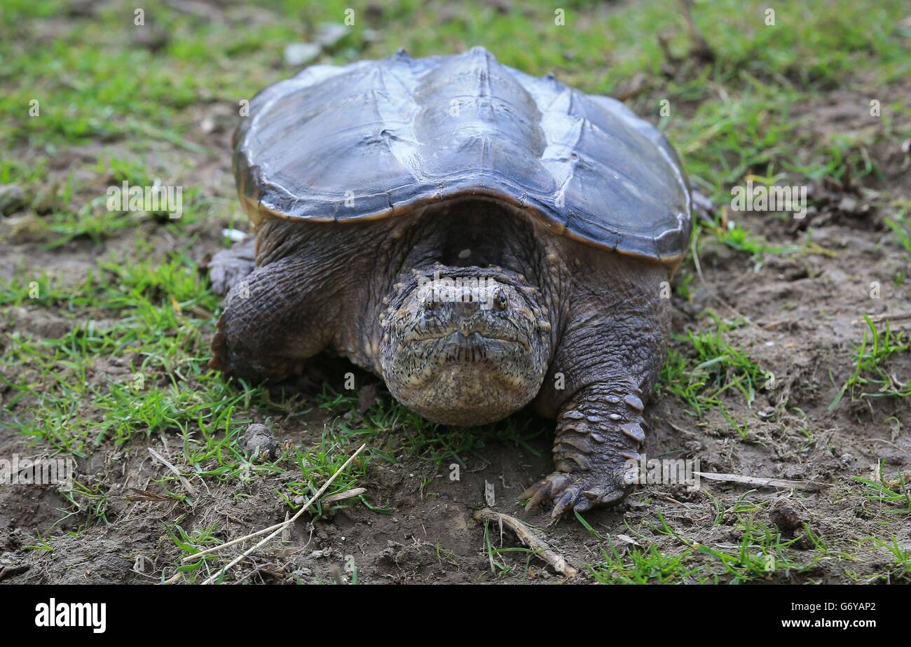 Abandoned snapping turtle rehomed Stock Photo - Alamy
