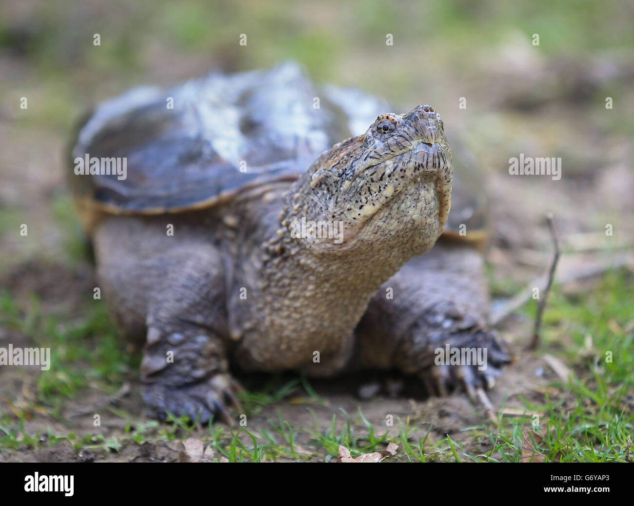 Previously unreleased picture dated 20/03/14 of a common snapping ...