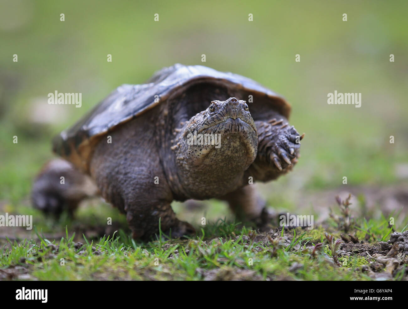 Previously unreleased picture dated 20/03/14 of a common snapping ...