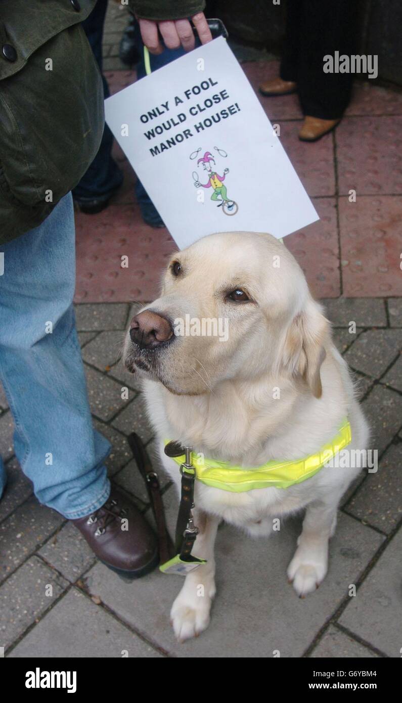 Major, a golden labrador guide-dog, joins blind and partially-sighted ...