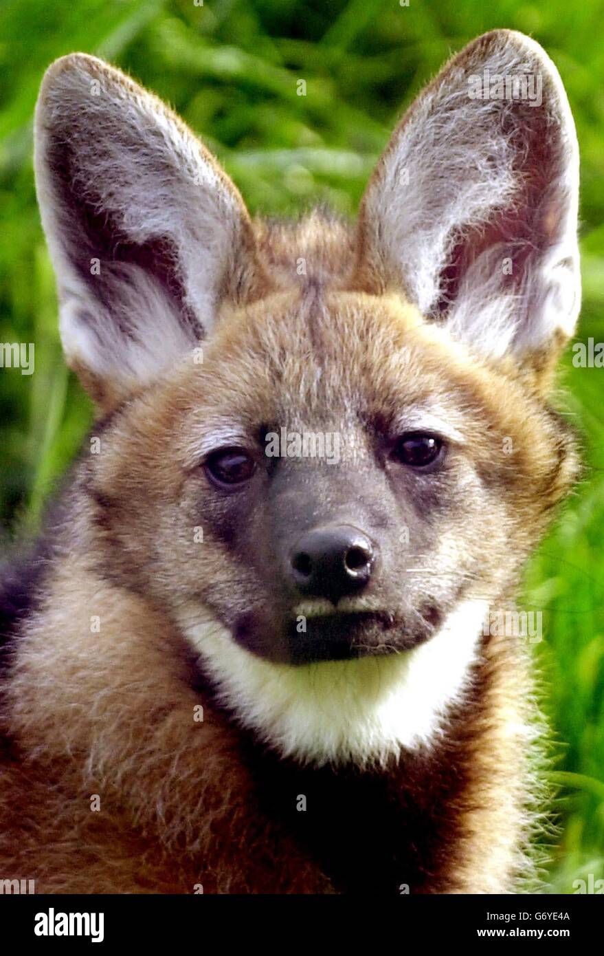 Zoro the maned wolf Stock Photo - Alamy