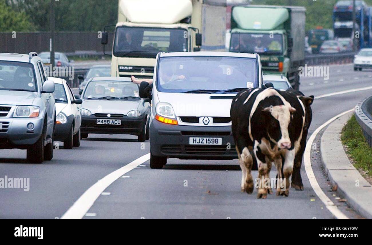 Cowsa hi-res stock photography and images - Alamy