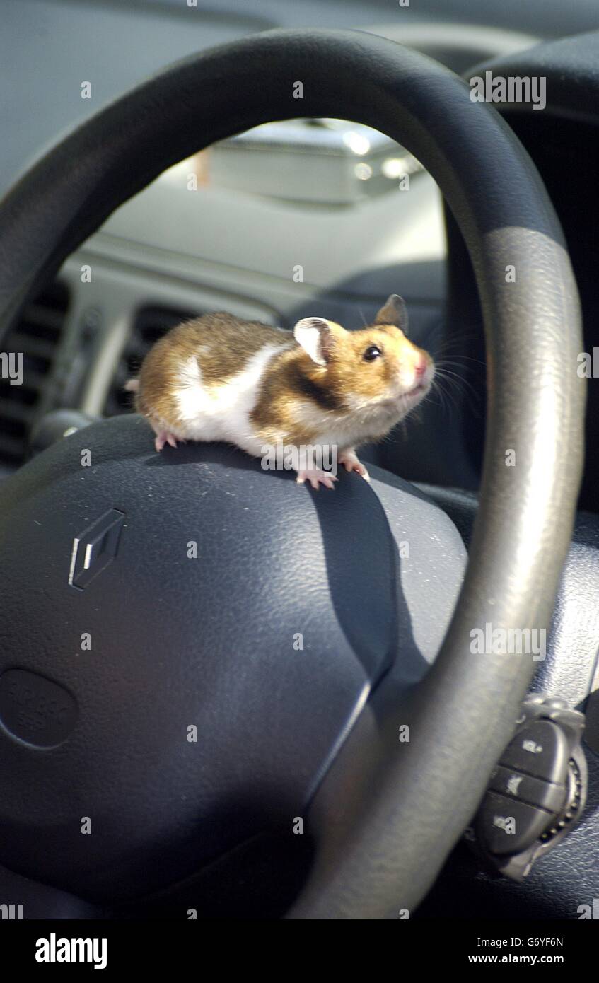 Bob the hamster hi-res stock photography and images - Alamy