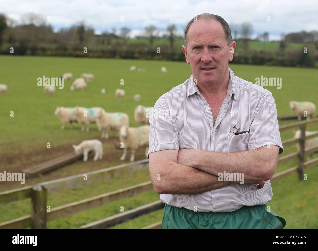 Goat sheep crossbreed hi-res stock photography and images - Alamy