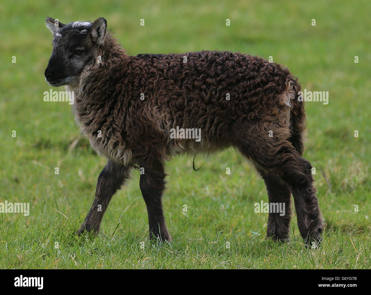 Goat sheep crossbreed hi-res stock photography and images - Alamy