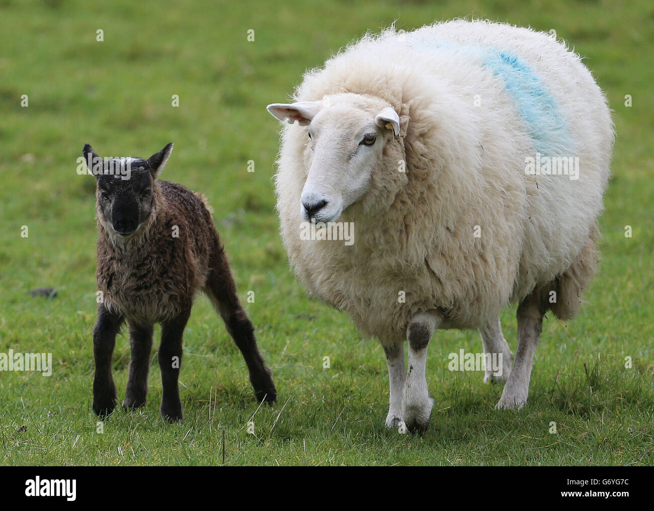 The as yet un-named Geep (a cross breed of a goat and a sheep) with its ...