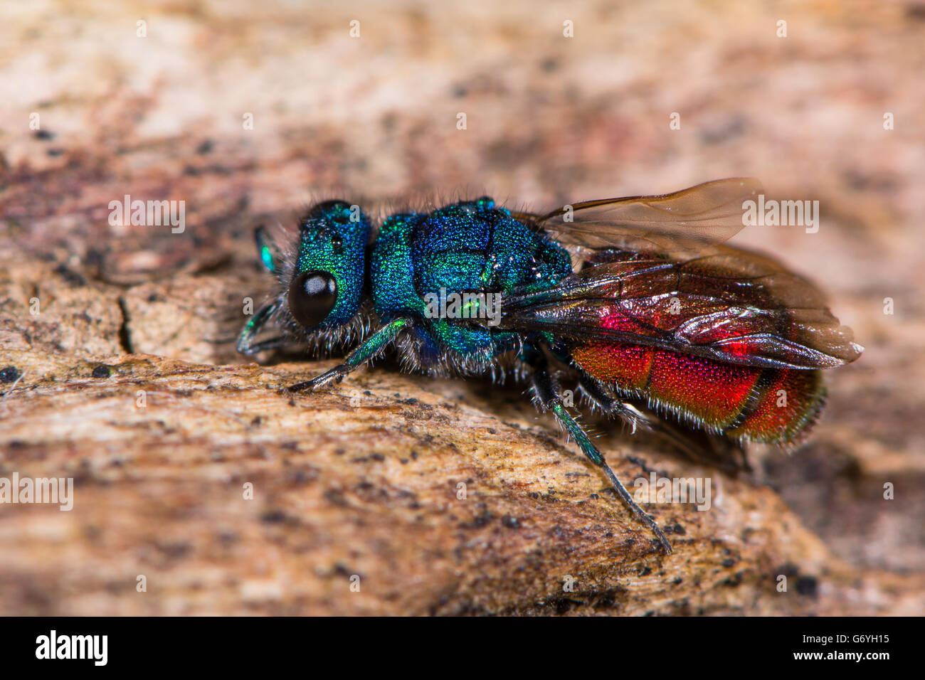 Ruby-tailed wasp (Chrysis sp.). Cuckoo wasp in family Chrysididae with ...