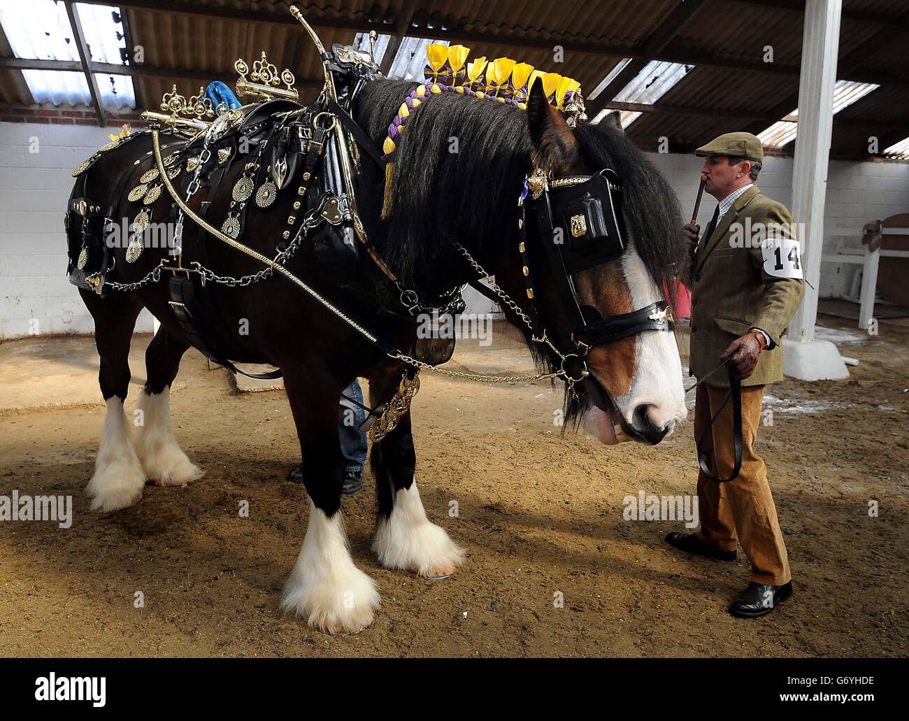 Shire horse in harness hi-res stock photography and images - Alamy