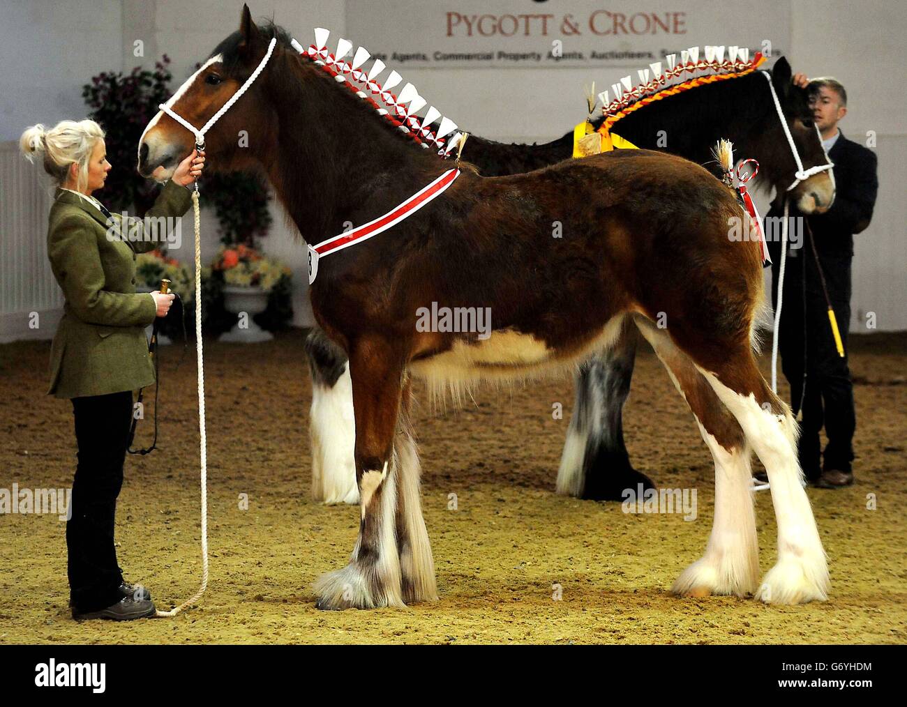One year old Shire fillies wait to be judged in the arena during the ...