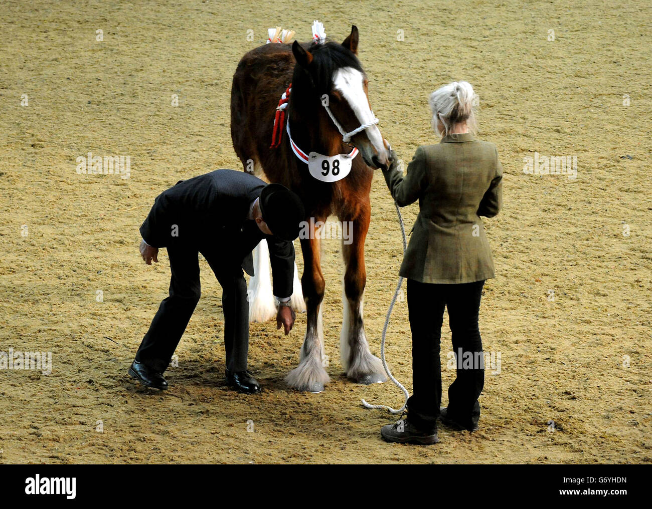 Horse 17 Year Old High Resolution Stock Photography and Images - Alamy