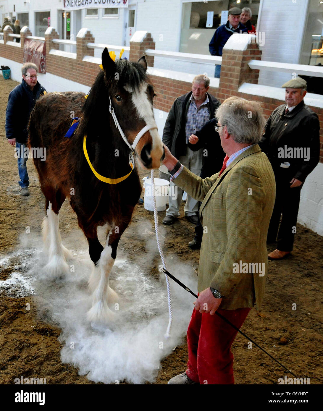 Shire horse societys national show hi-res stock photography and images ...