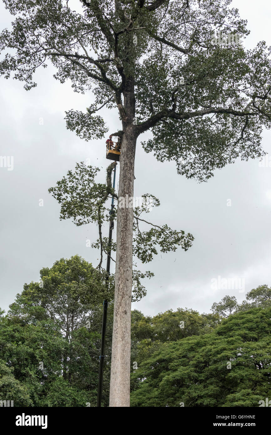 Trimming a large branch off a giant tree, Angkor Thom, Siem Reap ...