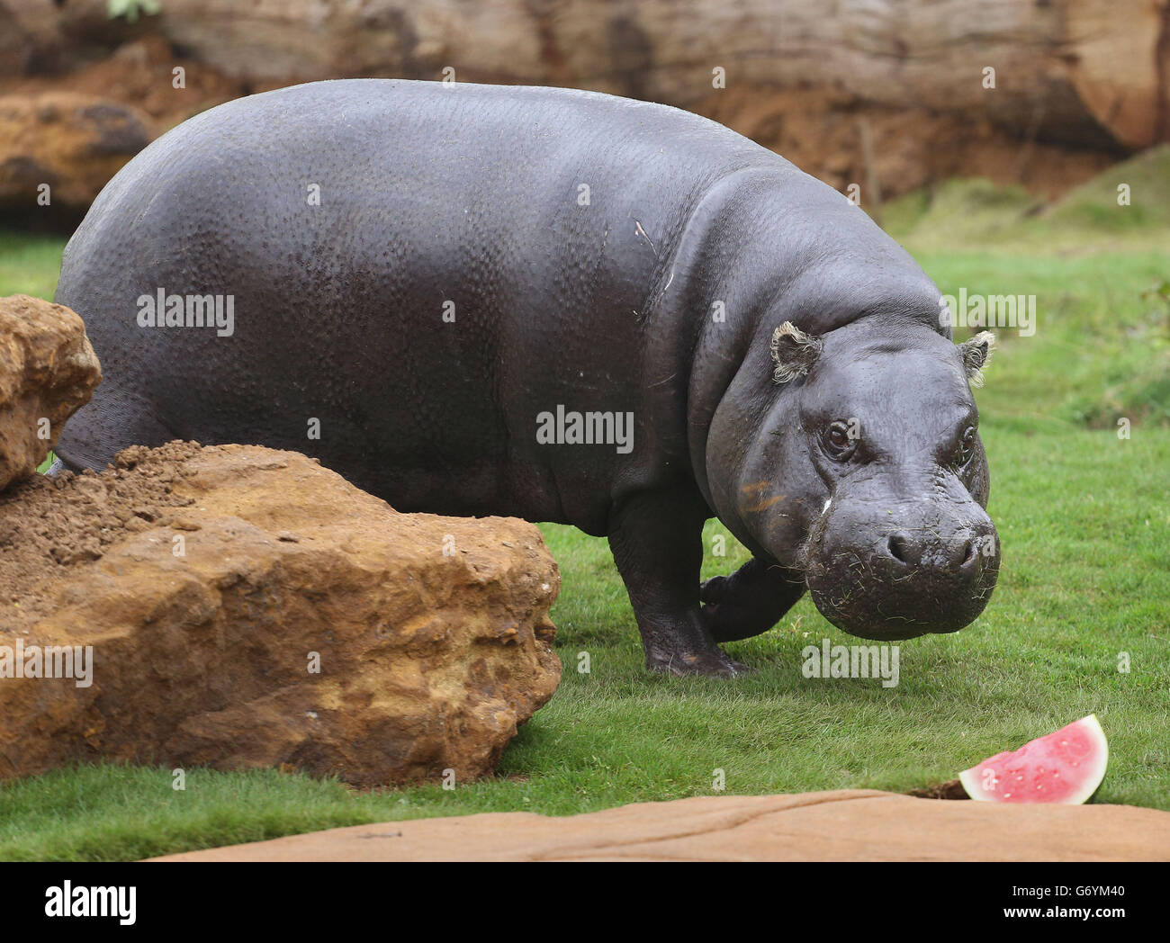 New pygmy hippo enclosure at London Zoo Stock Photo - Alamy