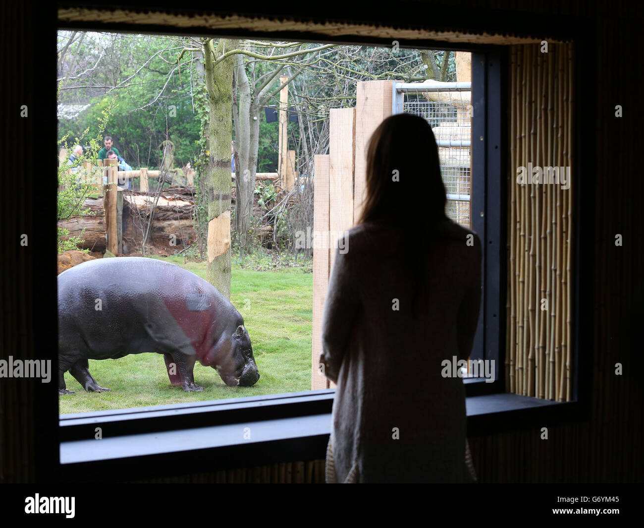 New pygmy hippo enclosure at London Zoo Stock Photo - Alamy