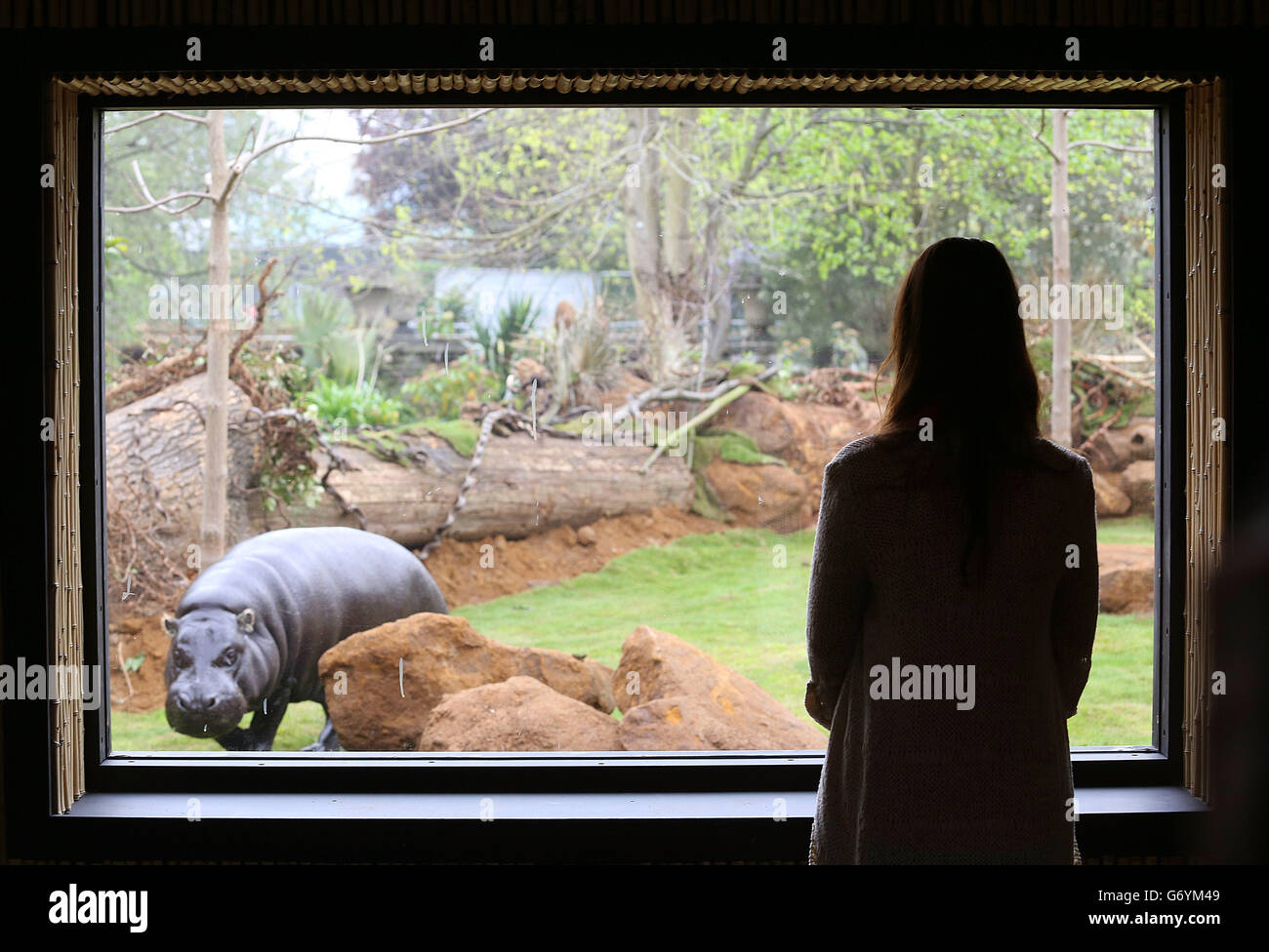 New pygmy hippo enclosure at London Zoo Stock Photo - Alamy