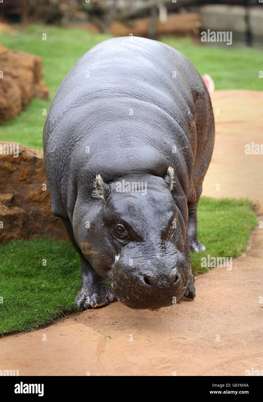 Thug, the 17-year-old pygmy hippo, explores his new enclosure in London ...