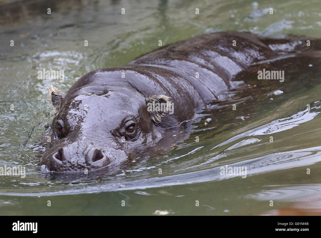 Thug, the 17-year-old pygmy hippo, explores his new enclosure in London ...