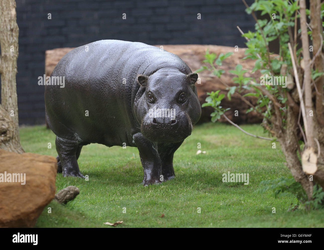 Hippo Zoo London High Resolution Stock Photography and Images - Alamy