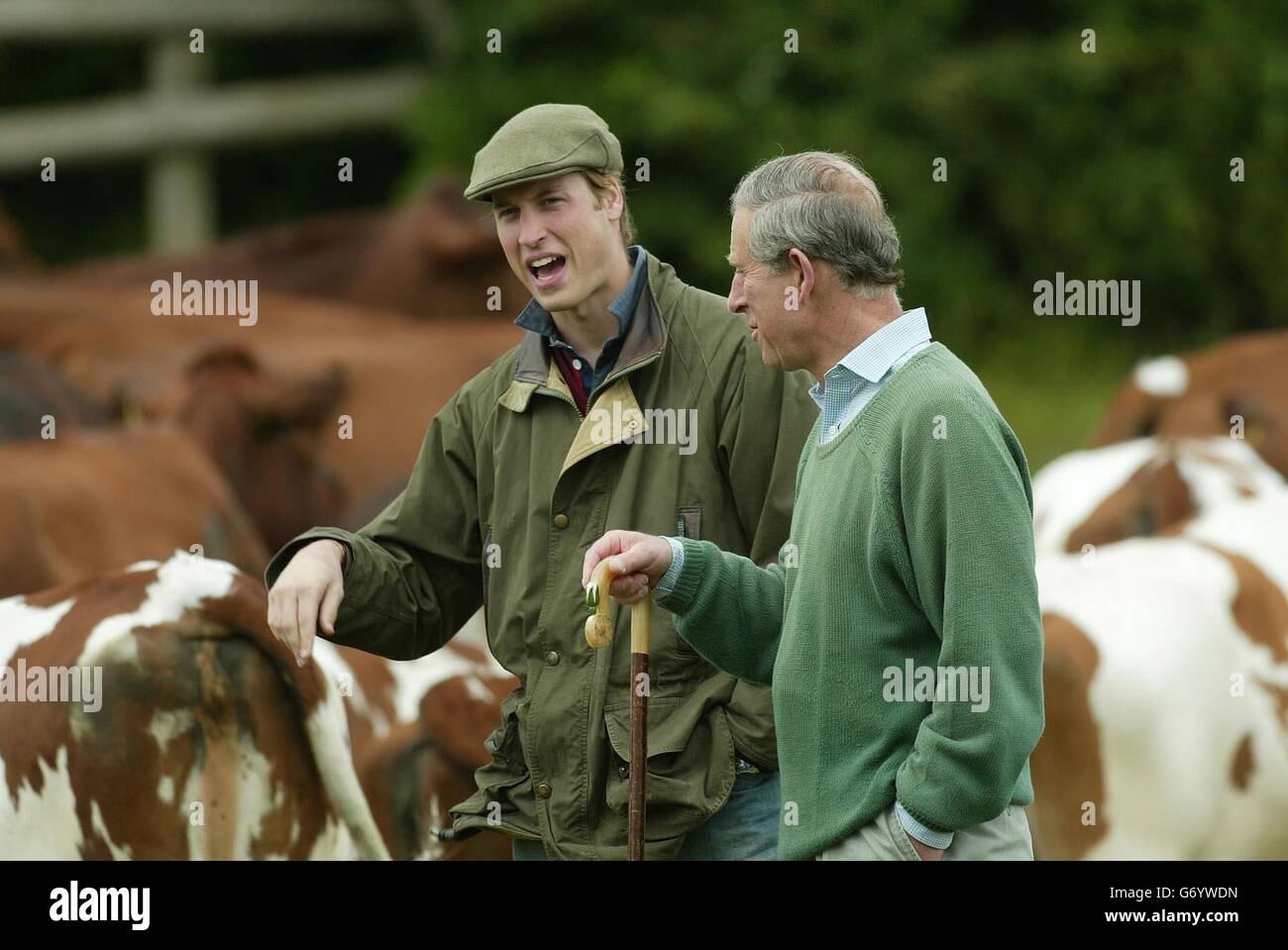 Prince charles farm cow hi-res stock photography and images - Alamy