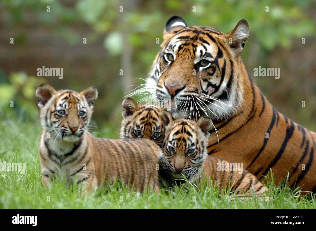 Sigra the sumatran tiger hi-res stock photography and images - Alamy