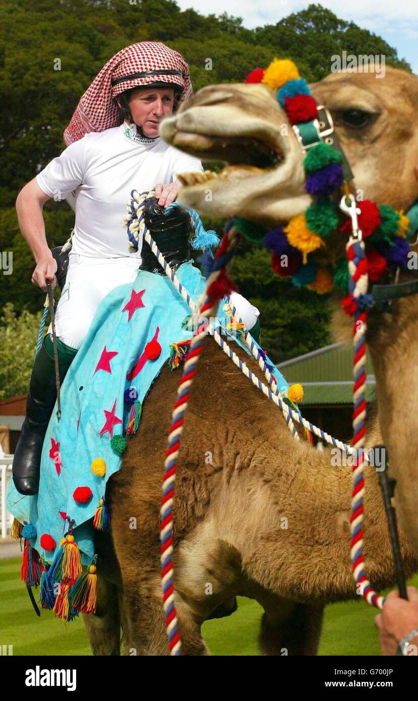 Marathon Camel Race Stock Photo - Alamy