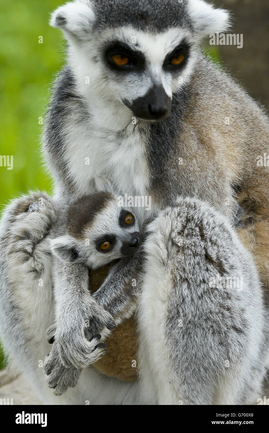 The five year old lemur hi-res stock photography and images - Alamy