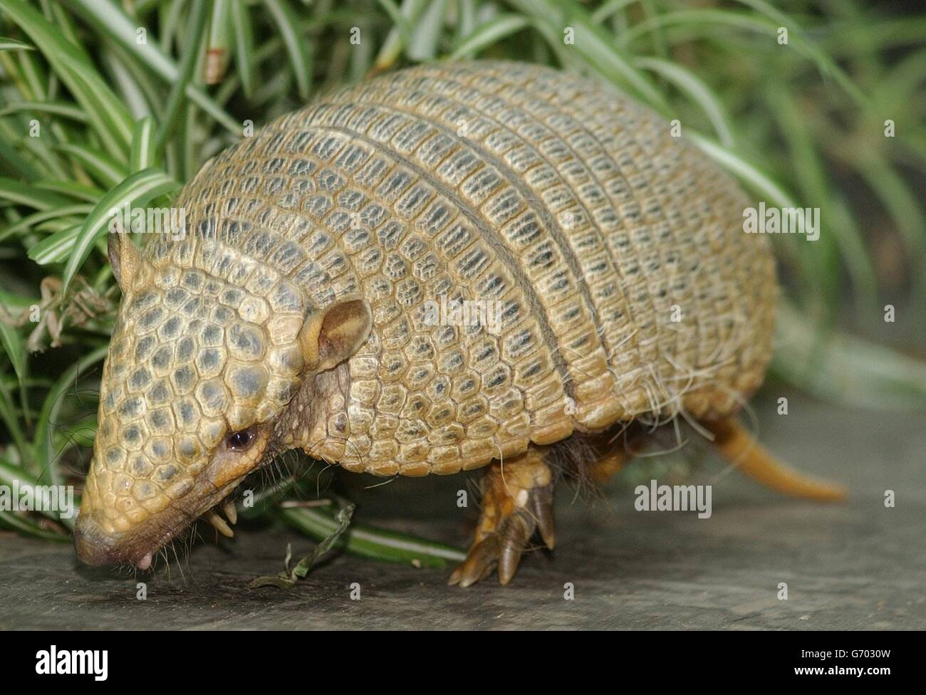 ANIMALS Armadillo 1 Stock Photo - Alamy