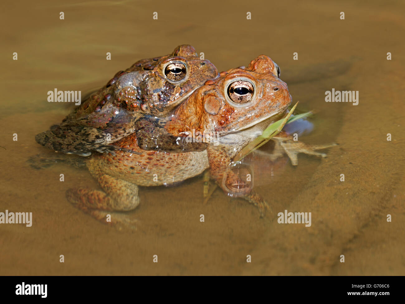 American toads, Bufo americanus, (Anaxyrus americanus), Maryland, Pair ...