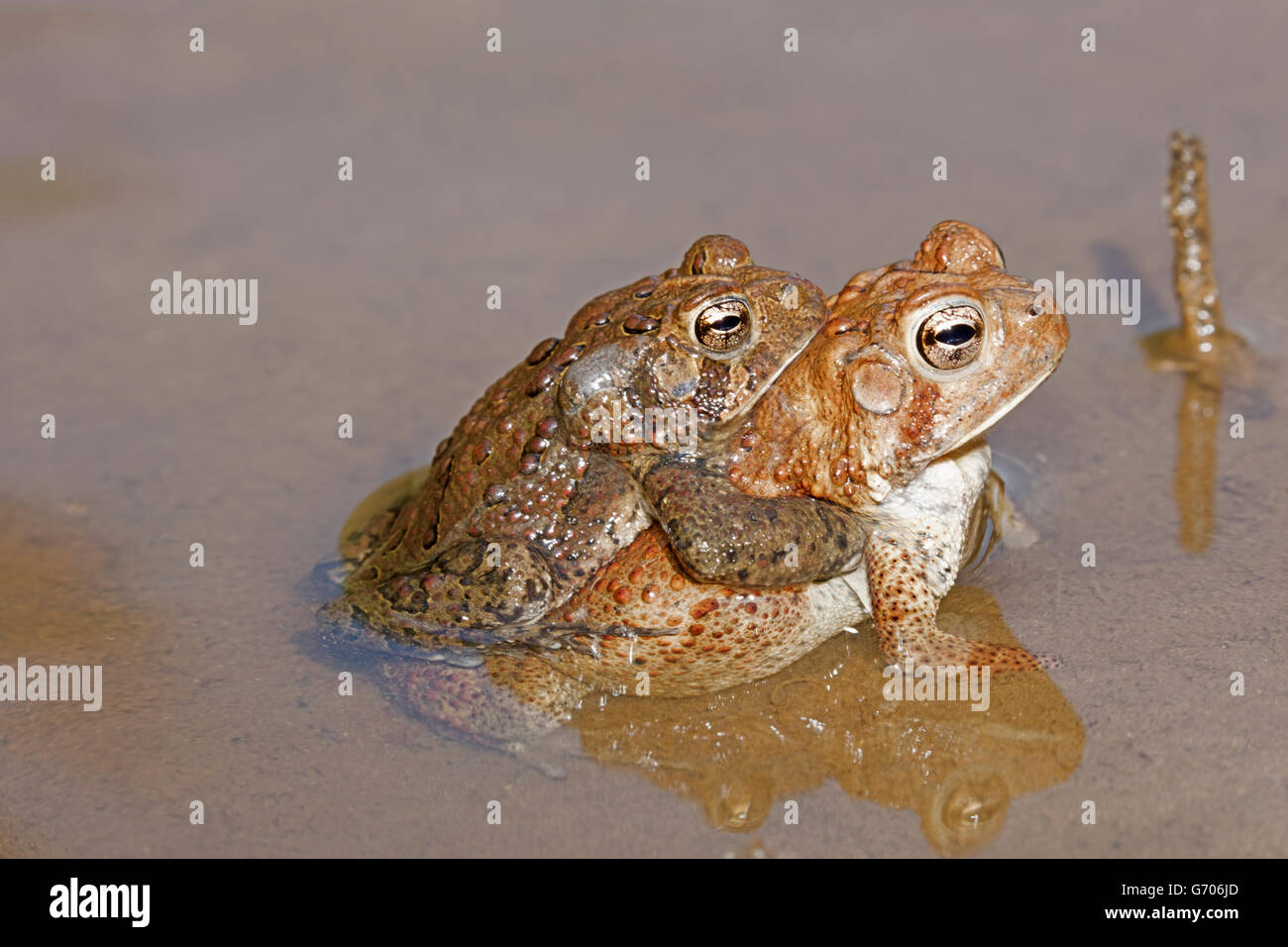 American toads, Bufo americanus, (Anaxyrus americanus), Maryland, Pair ...